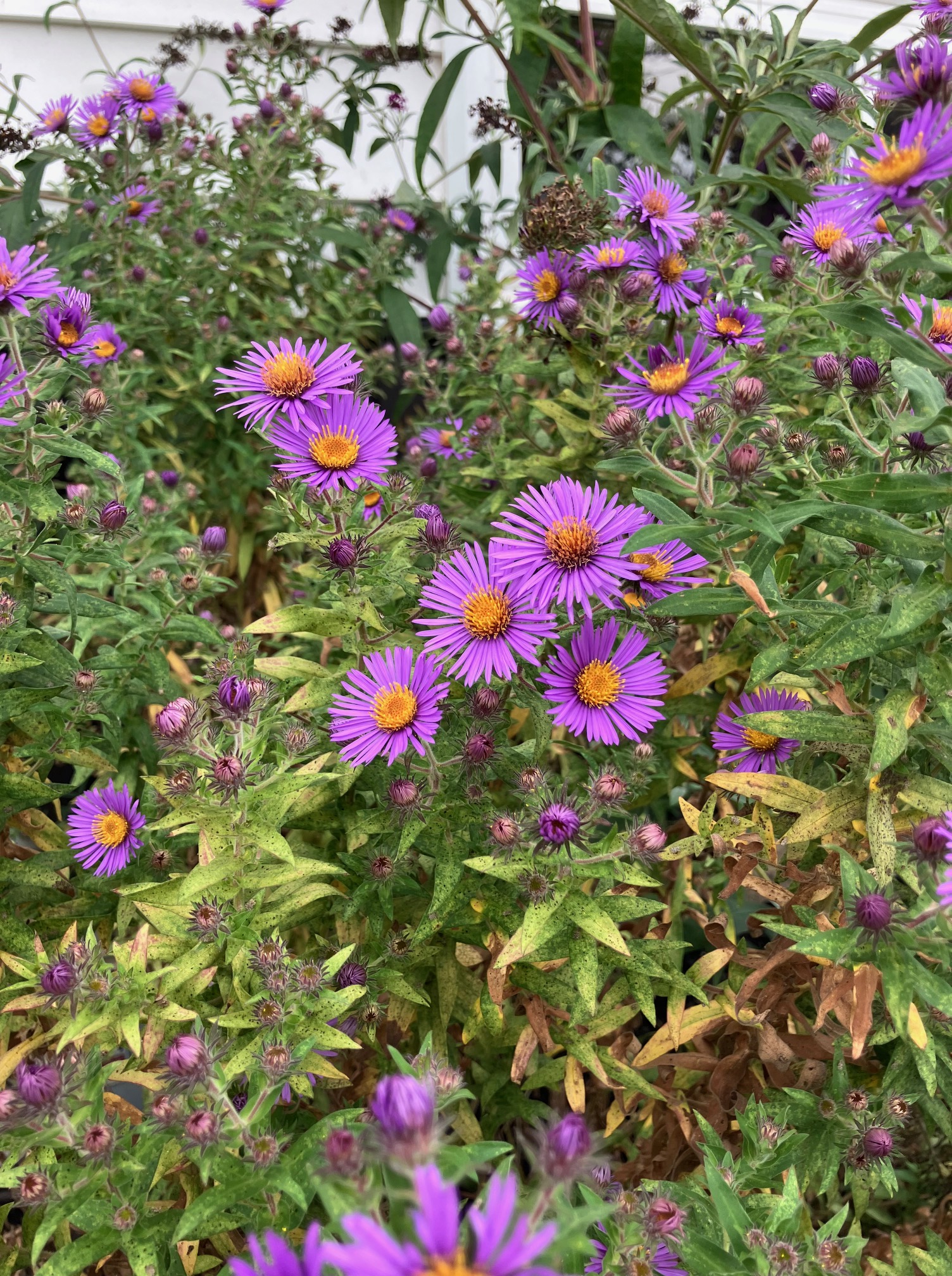 Fall… – Wandering Cat Studio