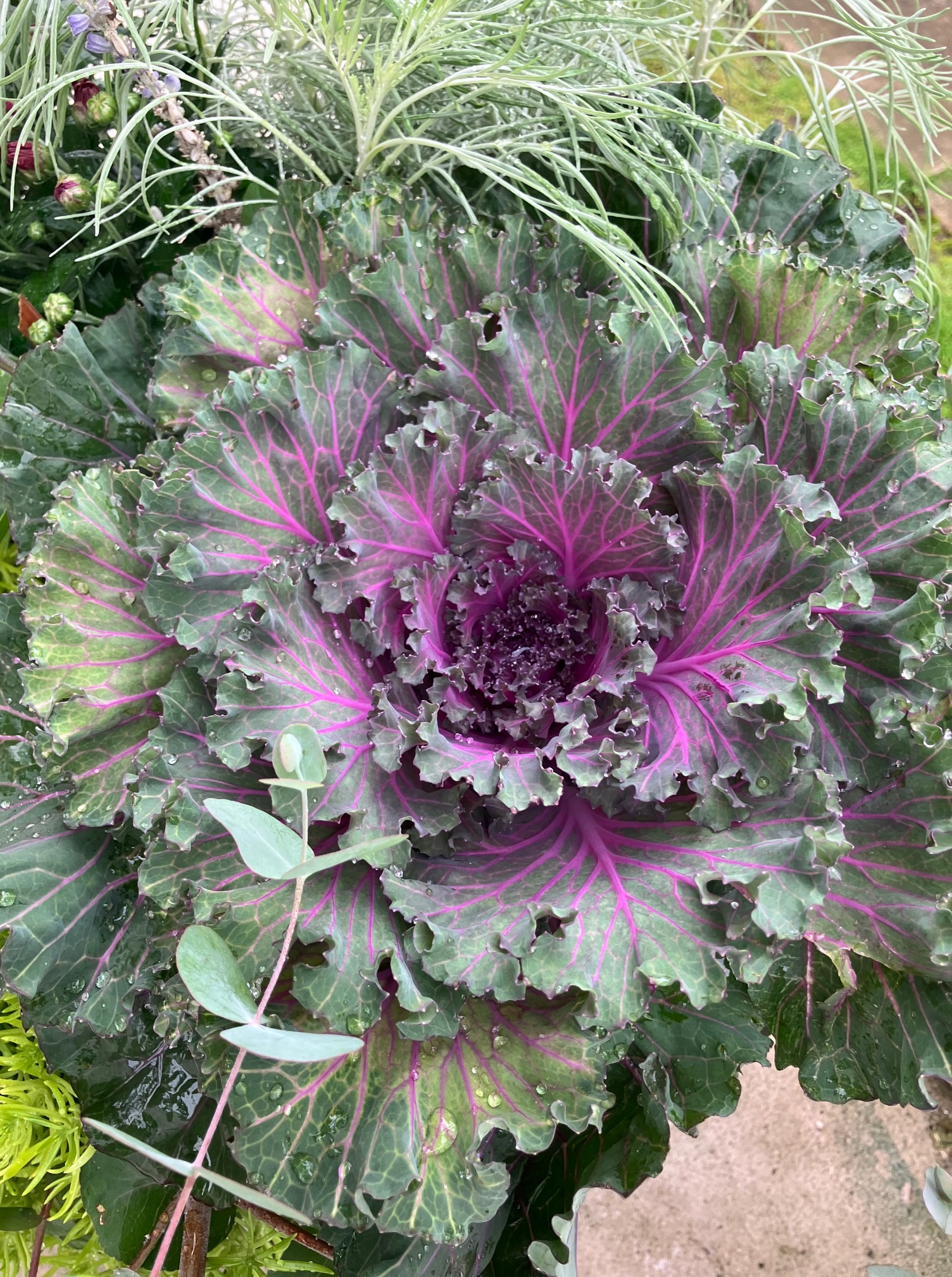 Fall… – Wandering Cat Studio