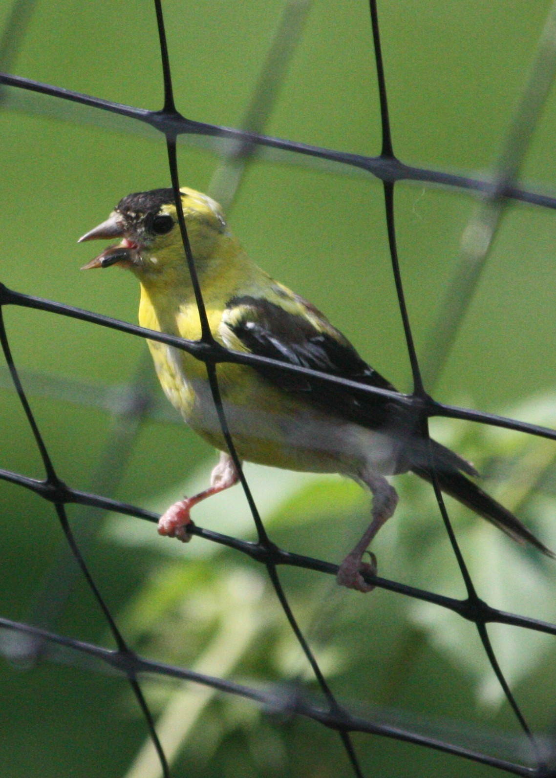 Finches and fantastical creatures – Wandering Cat Studio