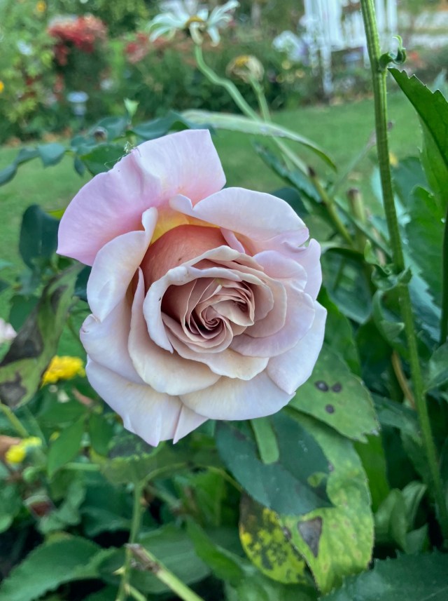 October Roses – Wandering Cat Studio