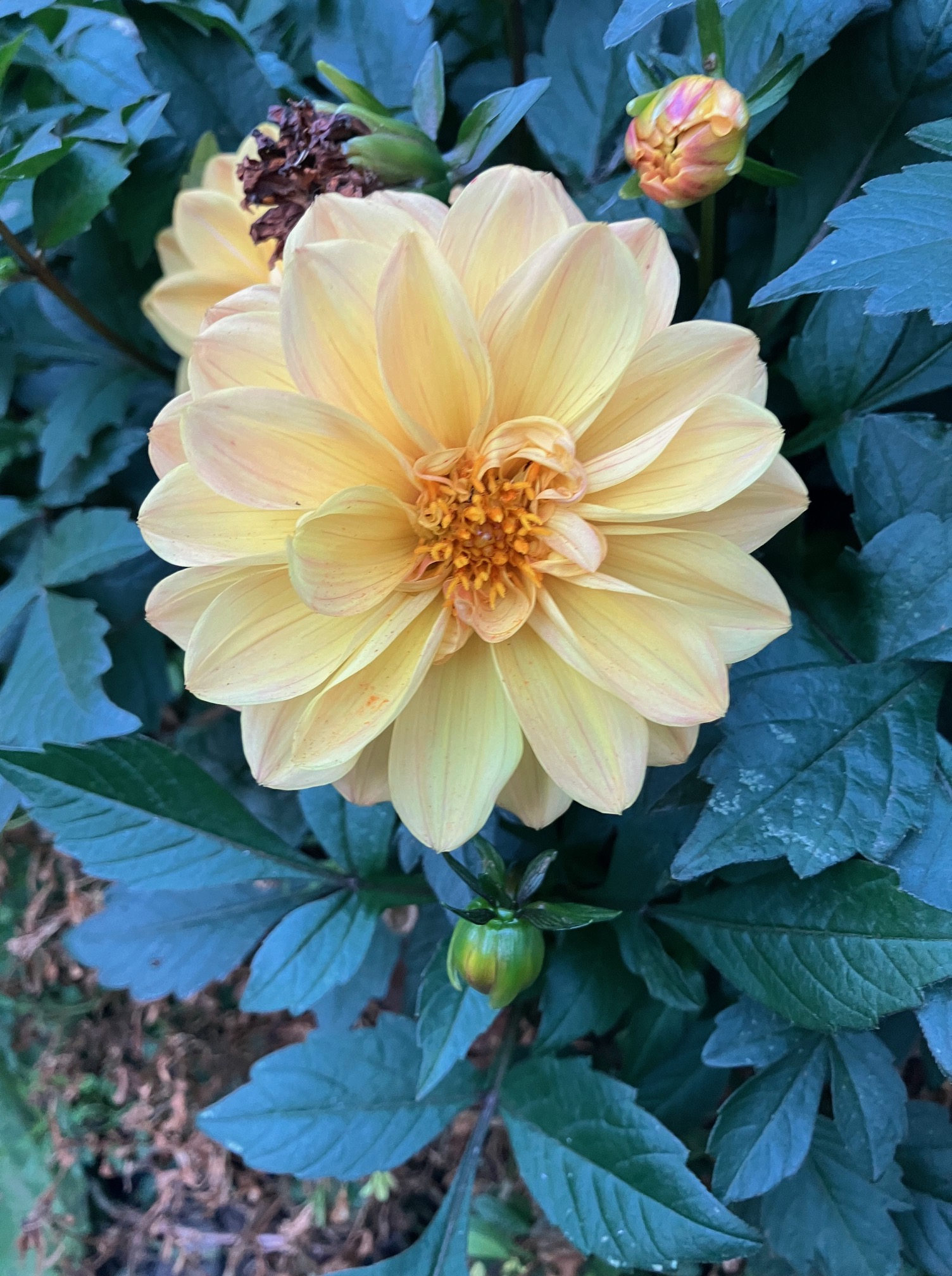 Isn’t it ironic… – Wandering Cat Studio