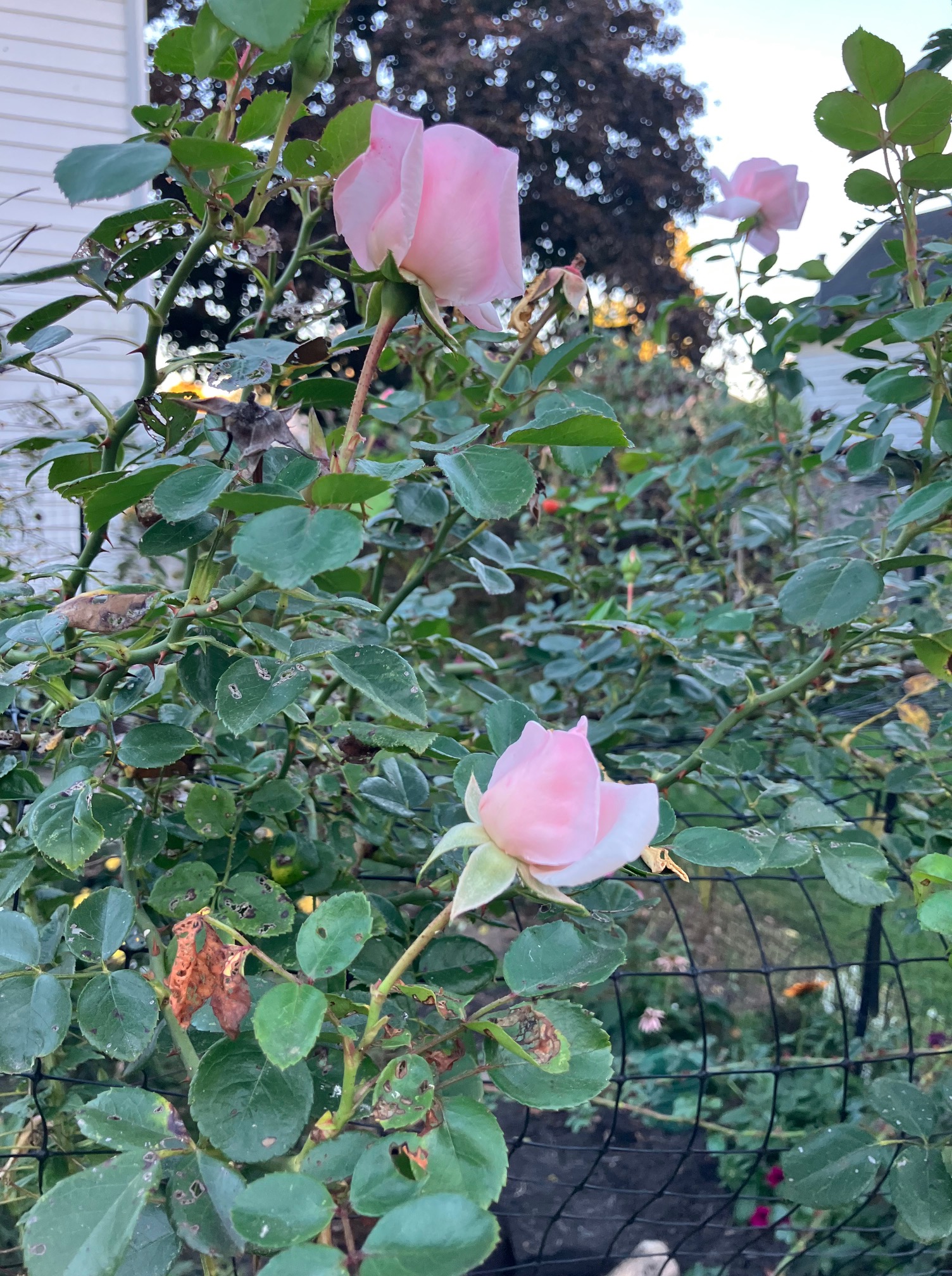 October Roses – Wandering Cat Studio