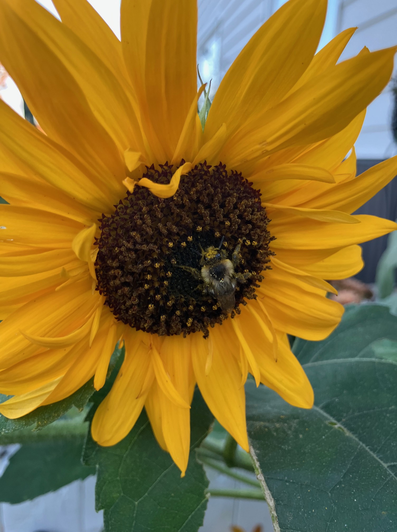 Hi-bee-rnation – Wandering Cat Studio