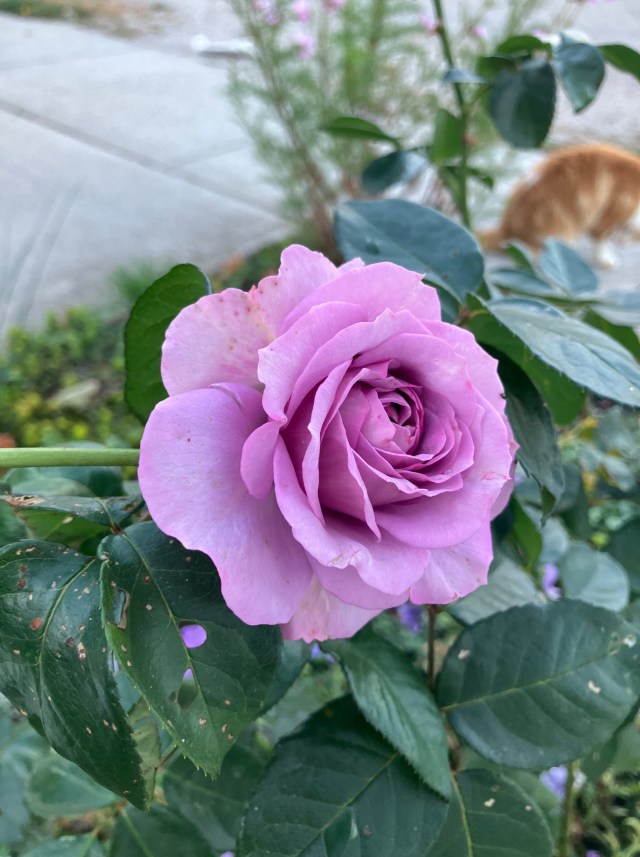 October Roses – Wandering Cat Studio