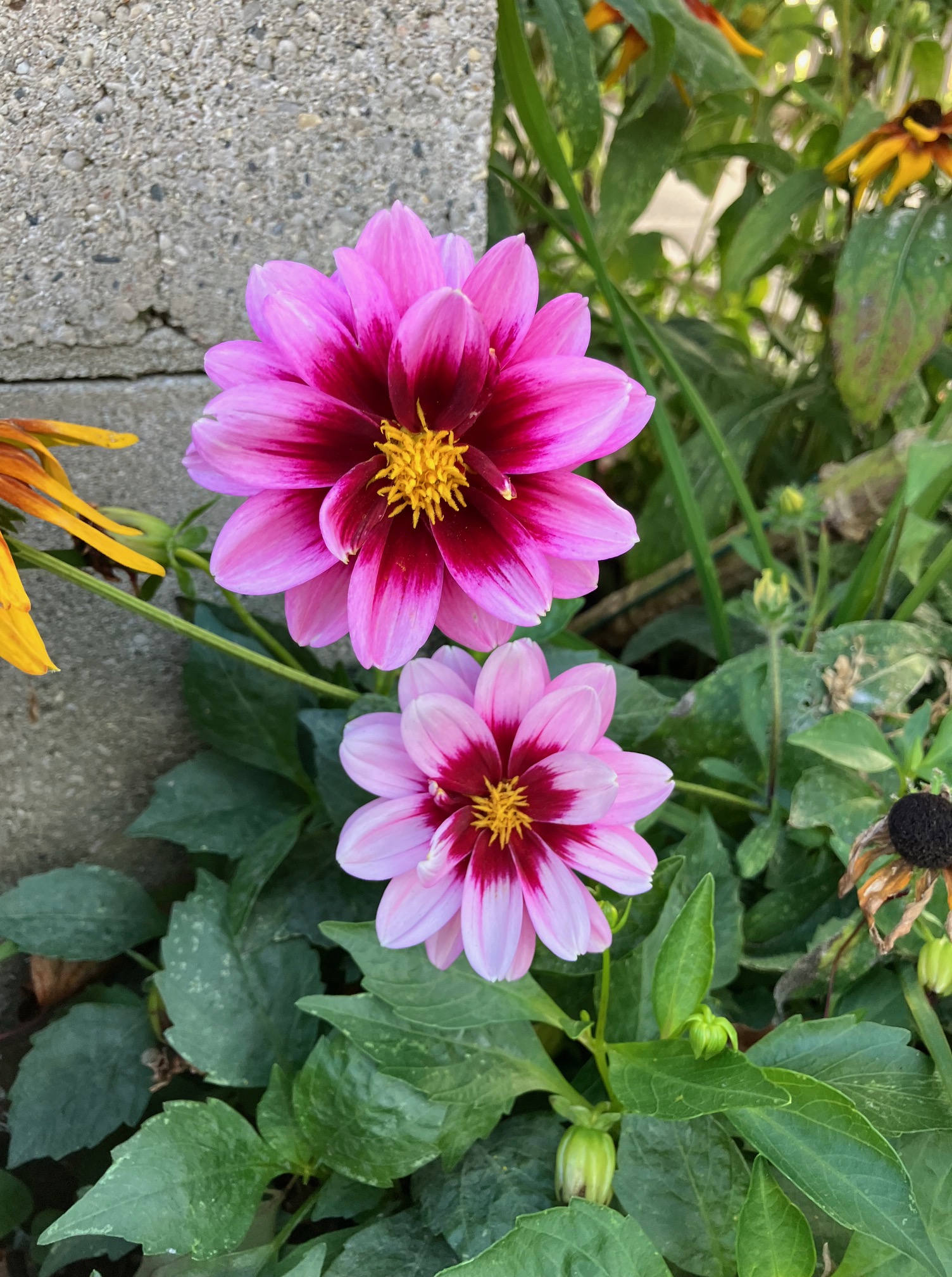 Isn’t it ironic… – Wandering Cat Studio