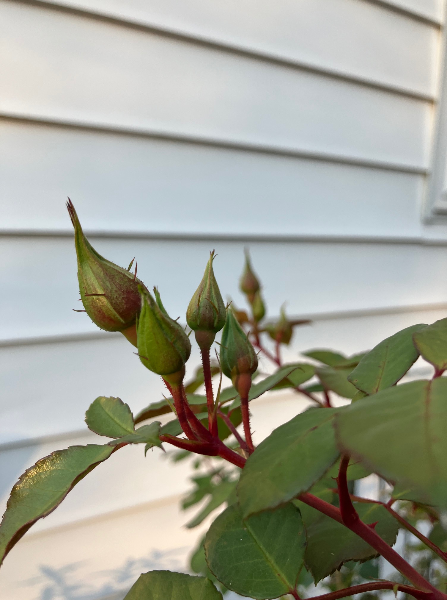 November roses – Wandering Cat Studio