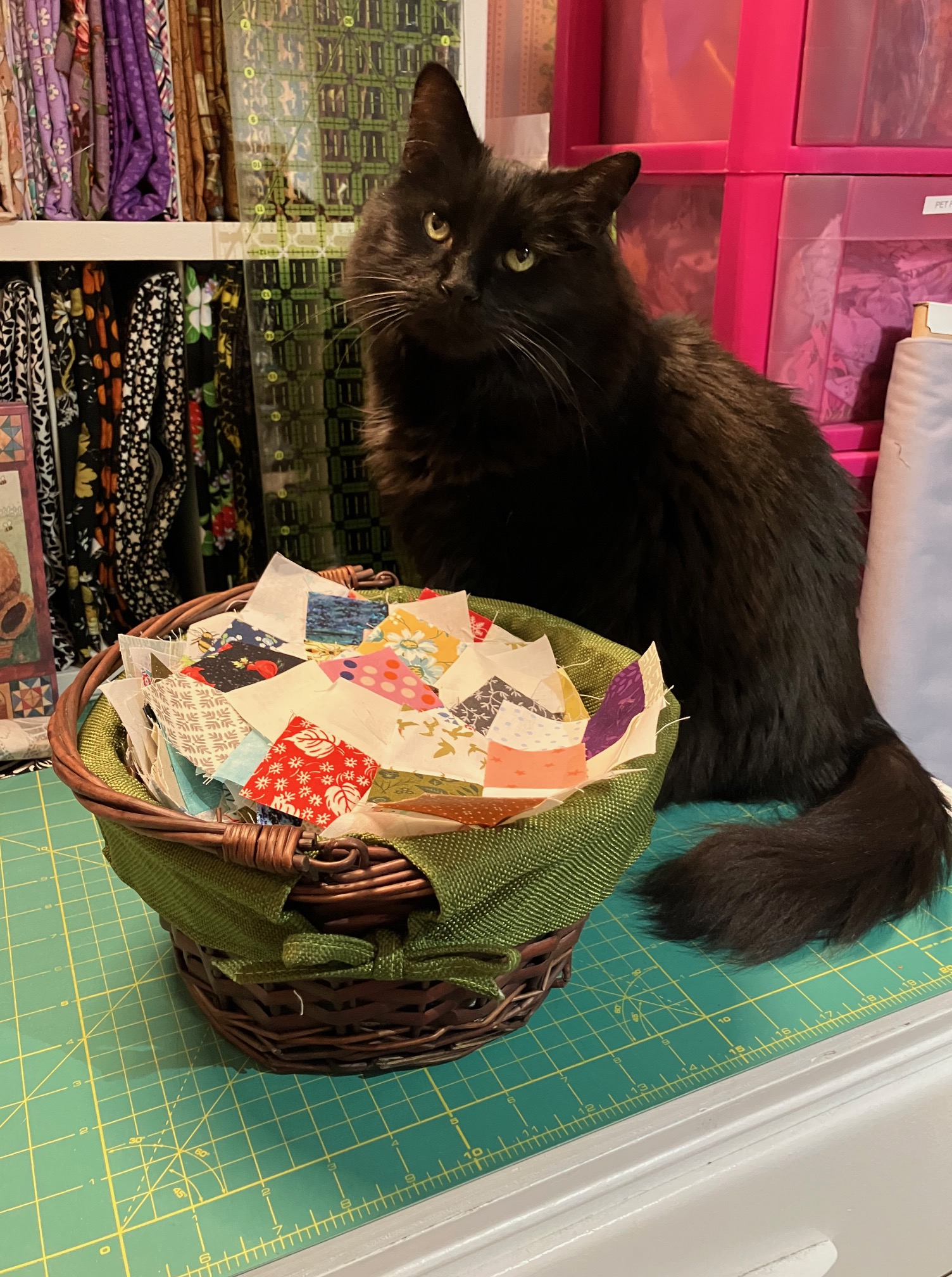 Postal check – Wandering Cat Studio