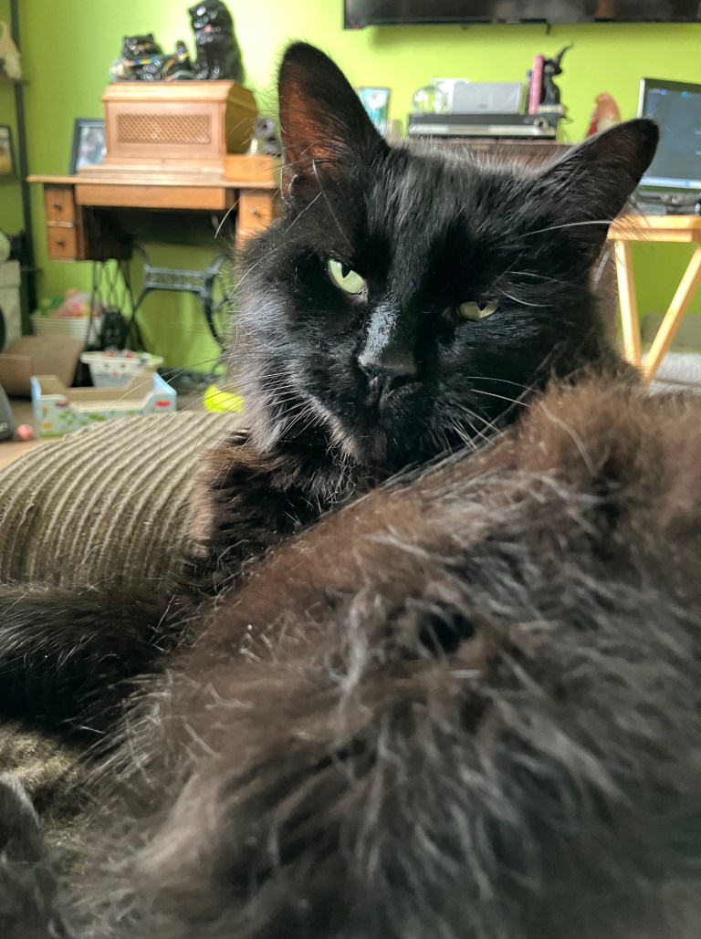 Friday Felines – Wandering Cat Studio