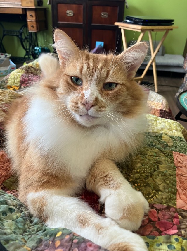 Friday Felines – Wandering Cat Studio