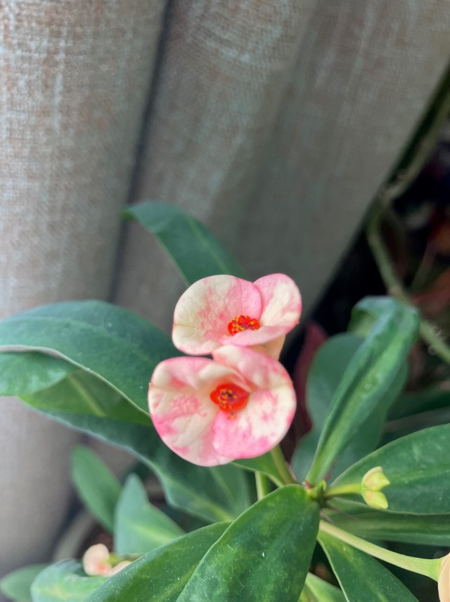 Indoor growing – Wandering Cat Studio