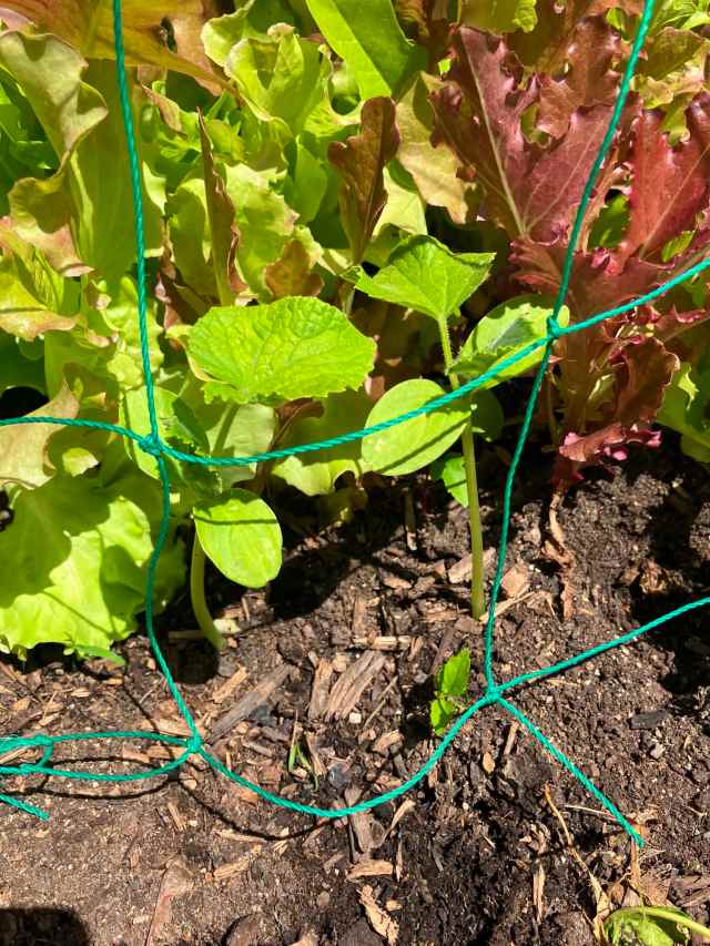 The garden bolts… – Wandering Cat Studio
